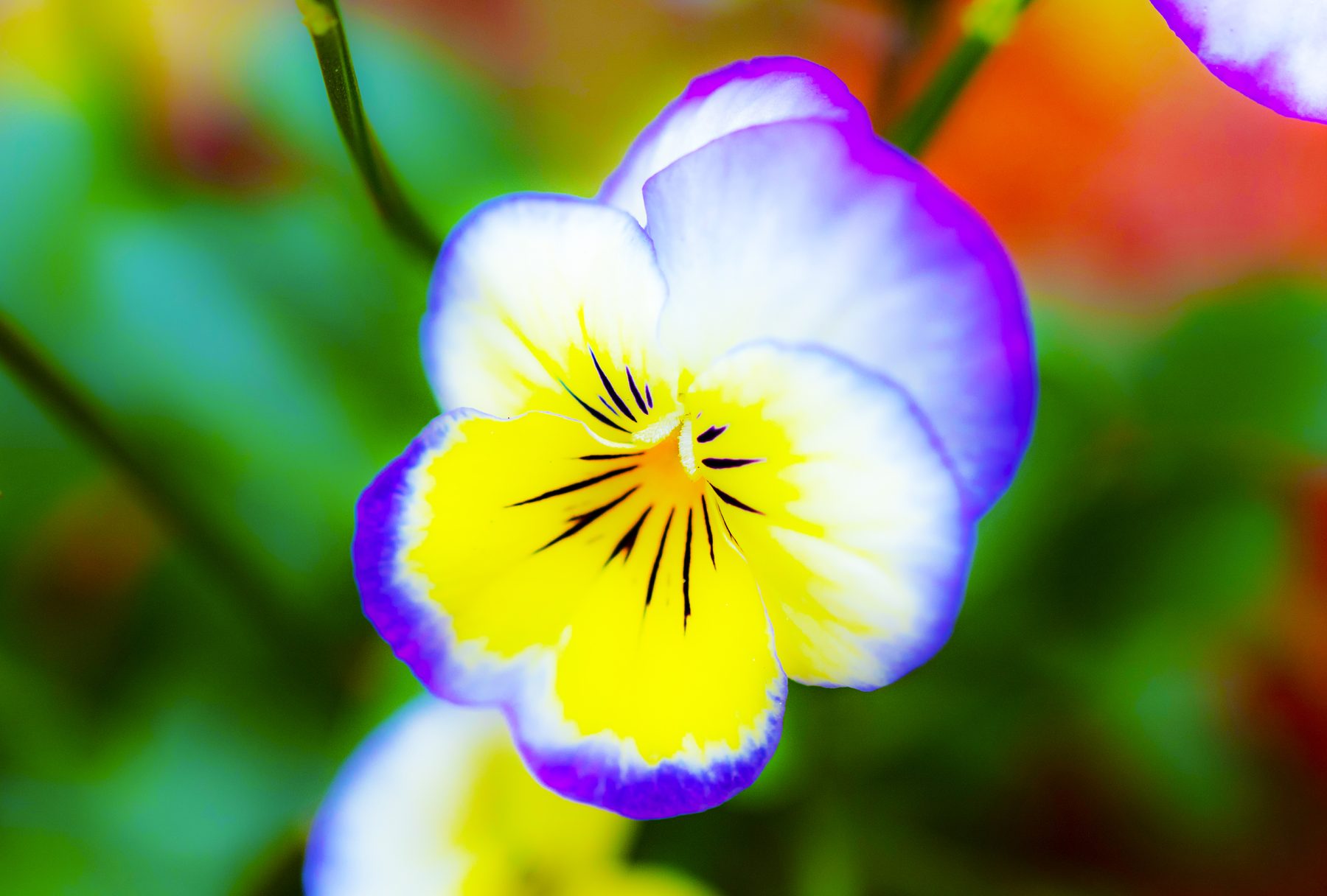 Colorful Pansies - Beth Schneider Photography