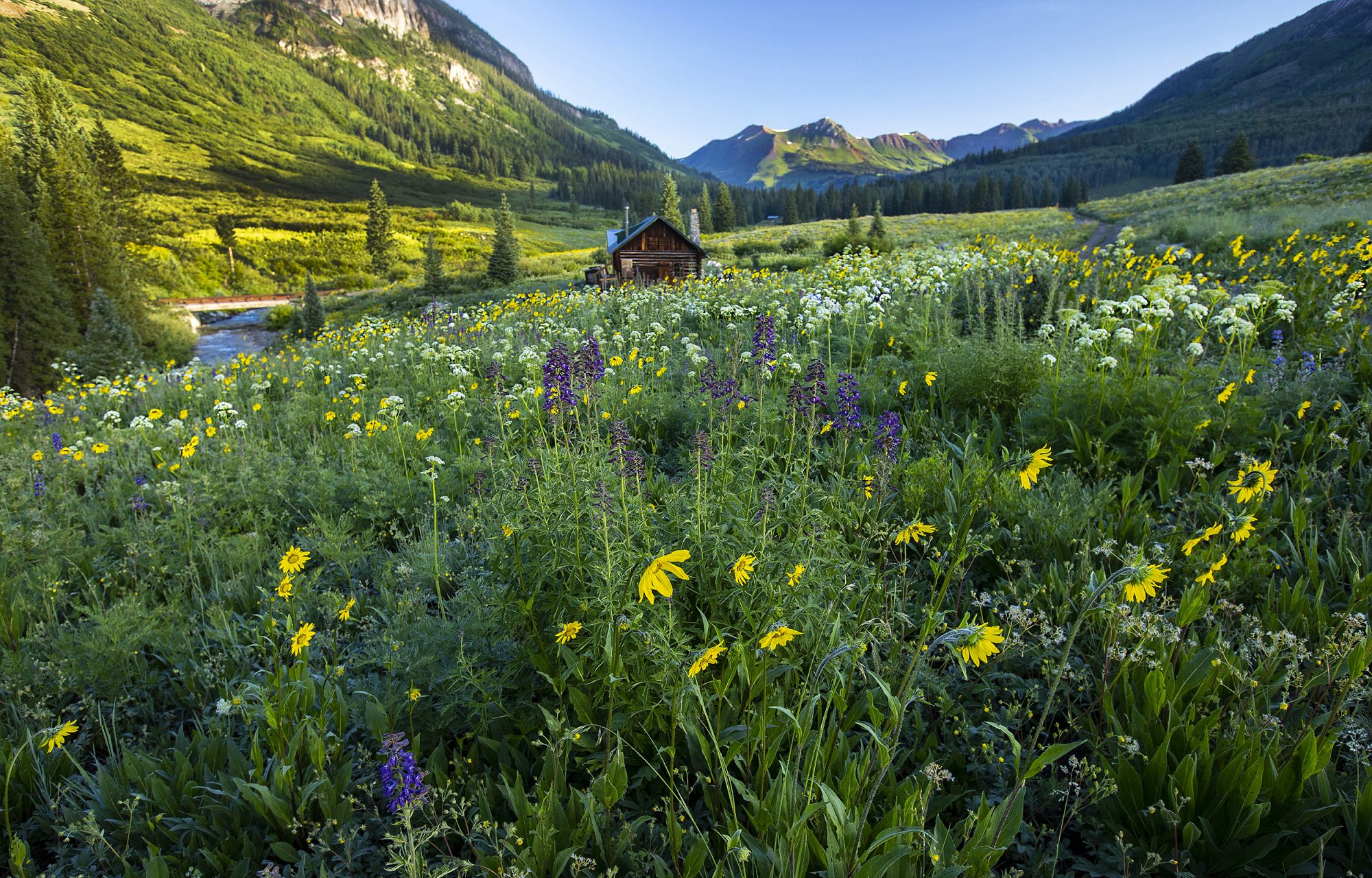 Gothic Road Cabin and Wildflowers, Colorado - Beth Schneider Photography